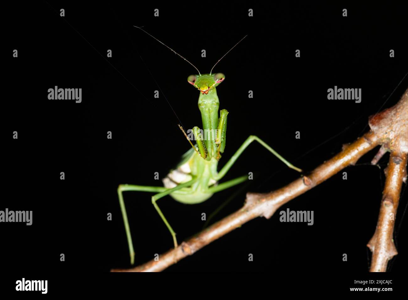 Close up praying mantis hunting hi-res stock photography and images - Alamy