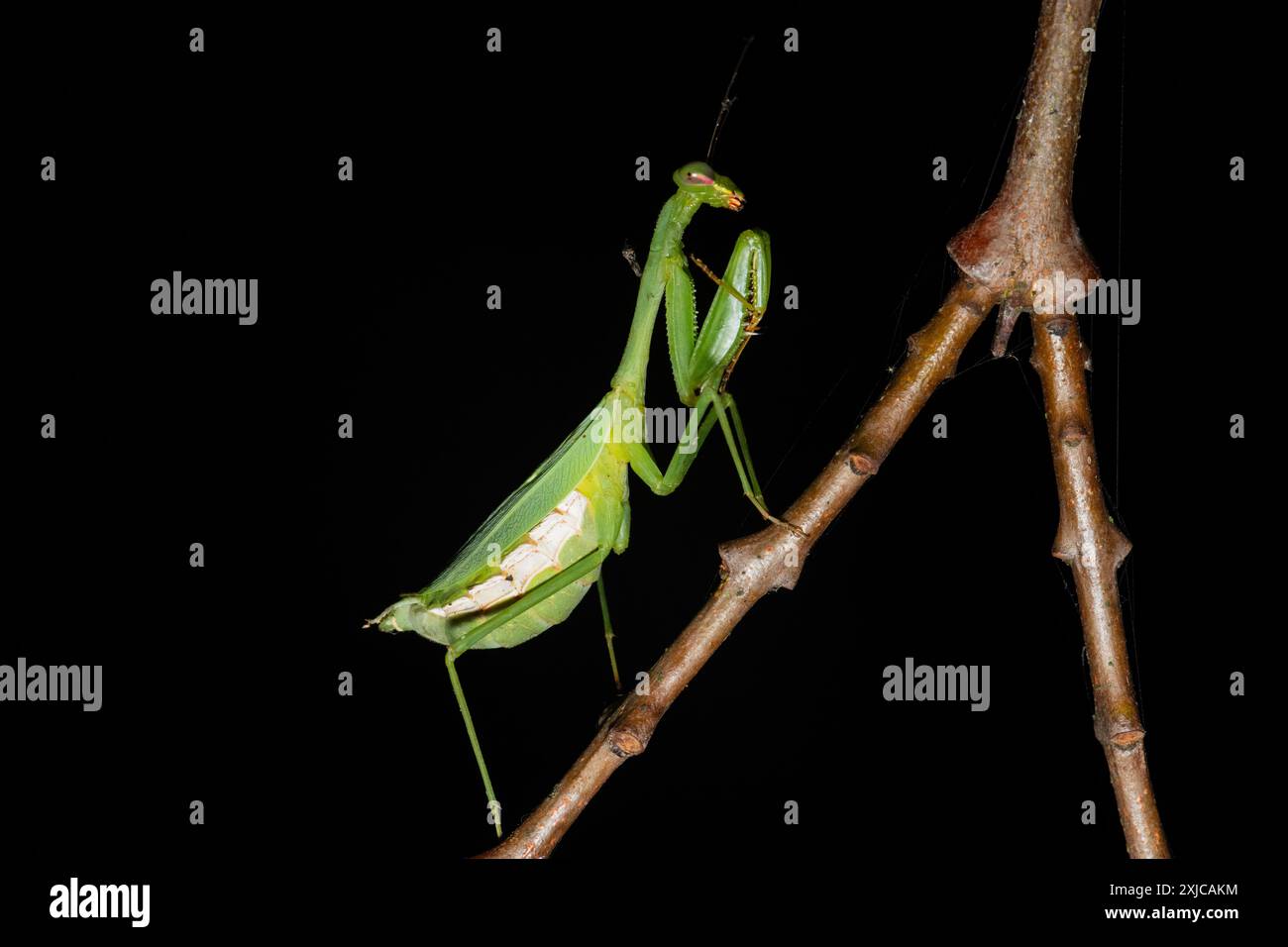 A beautiful praying mantis hunting in a garden on a warm evening Stock ...