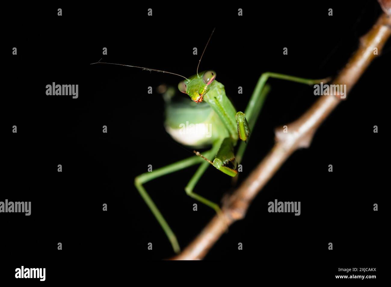 A beautiful praying mantis hunting in a garden on a warm evening Stock ...