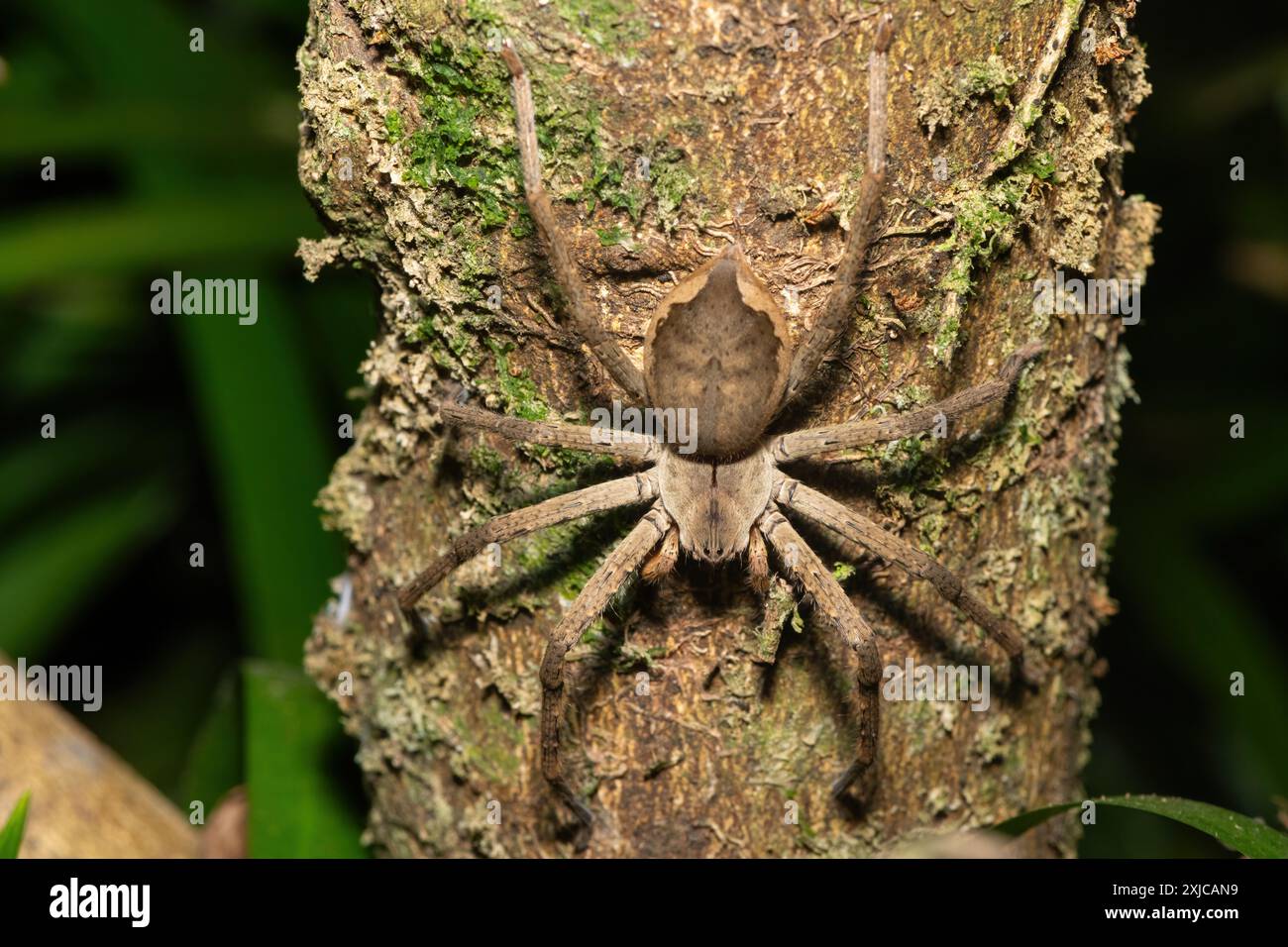 A beautiful female common rain spider (Palystes superciliosus), a ...