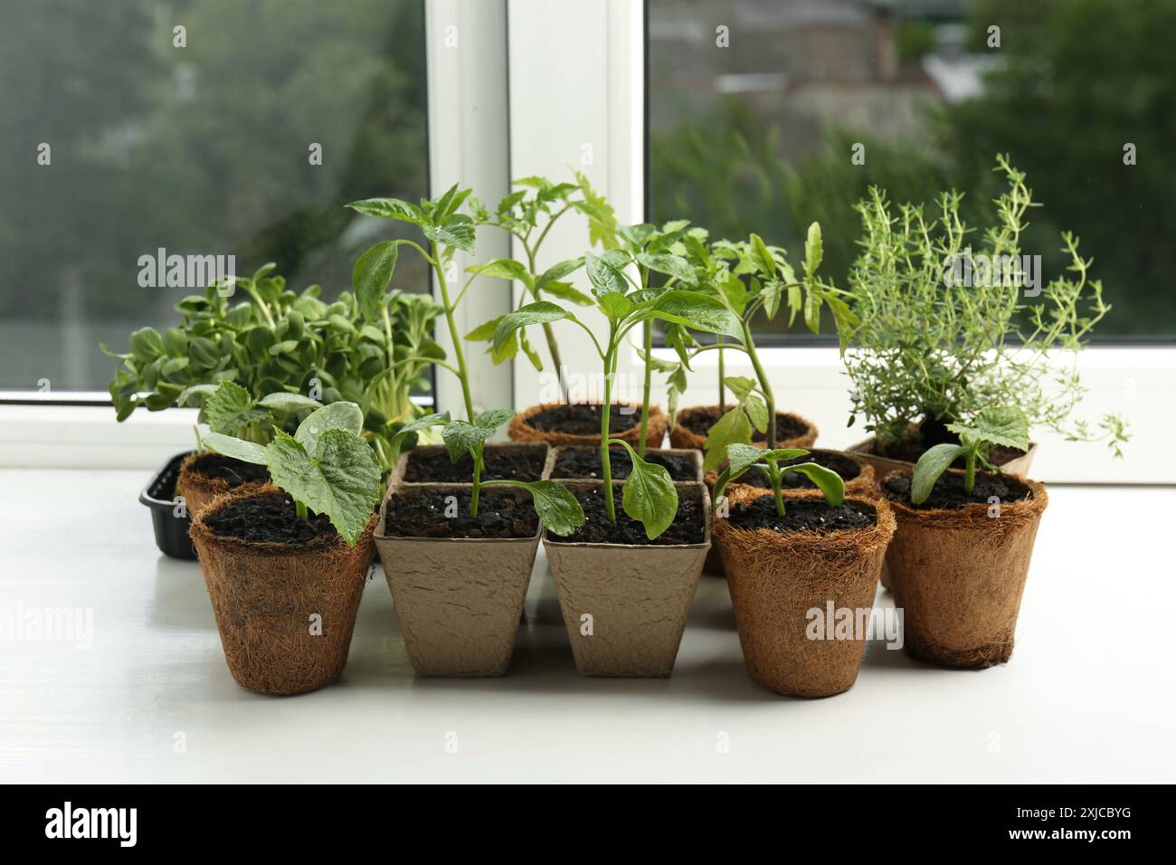 Many different seedlings growing in pots on window sill Stock Photo - Alamy