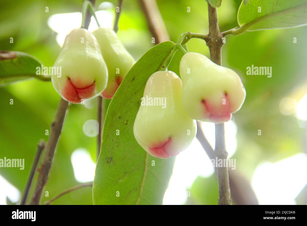 Fresh guava image hi-res stock photography and images - Alamy