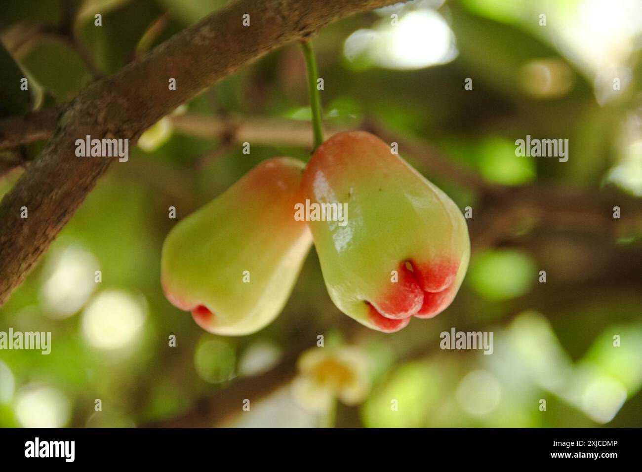 Fresh guava image hi-res stock photography and images - Alamy