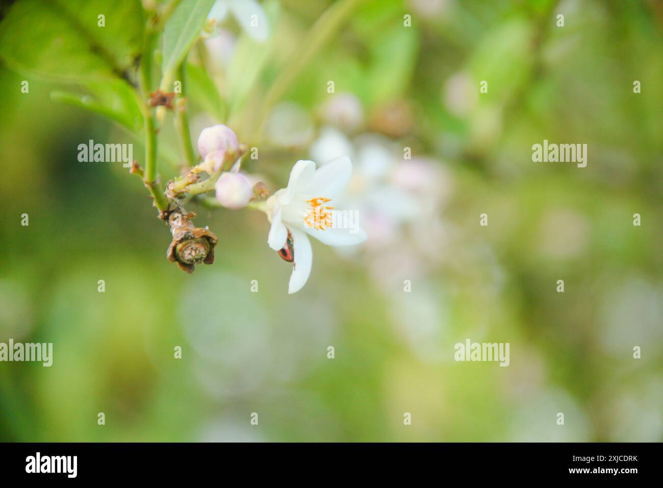 White flowers from the pistils of Lime trees that bloom and are ready ...