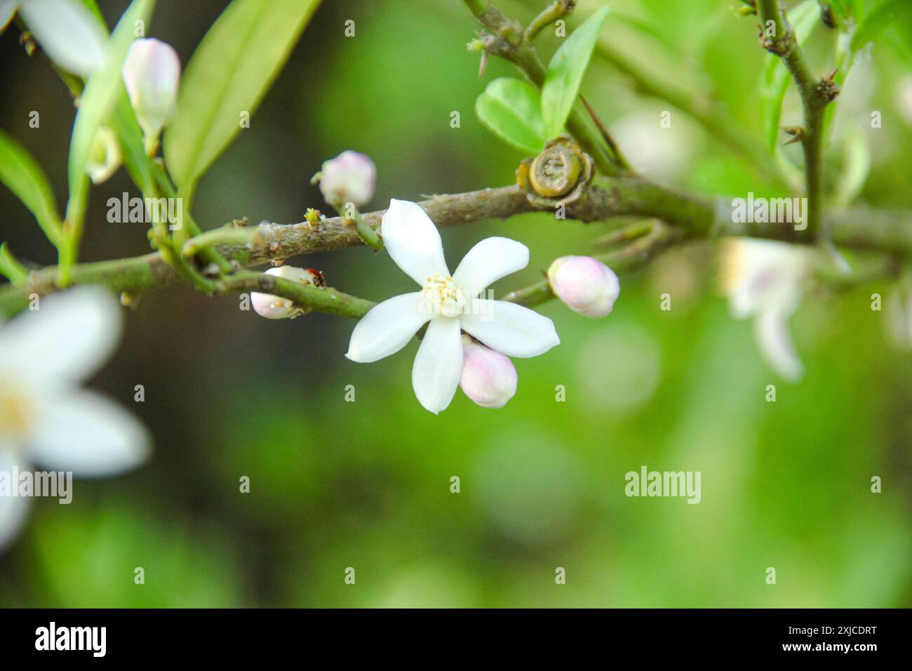 White flowers from the pistils of Lime trees that bloom and are ready ...
