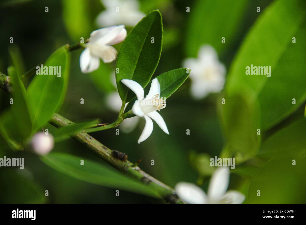 White flowers from the pistils of Lime trees that bloom and are ready ...