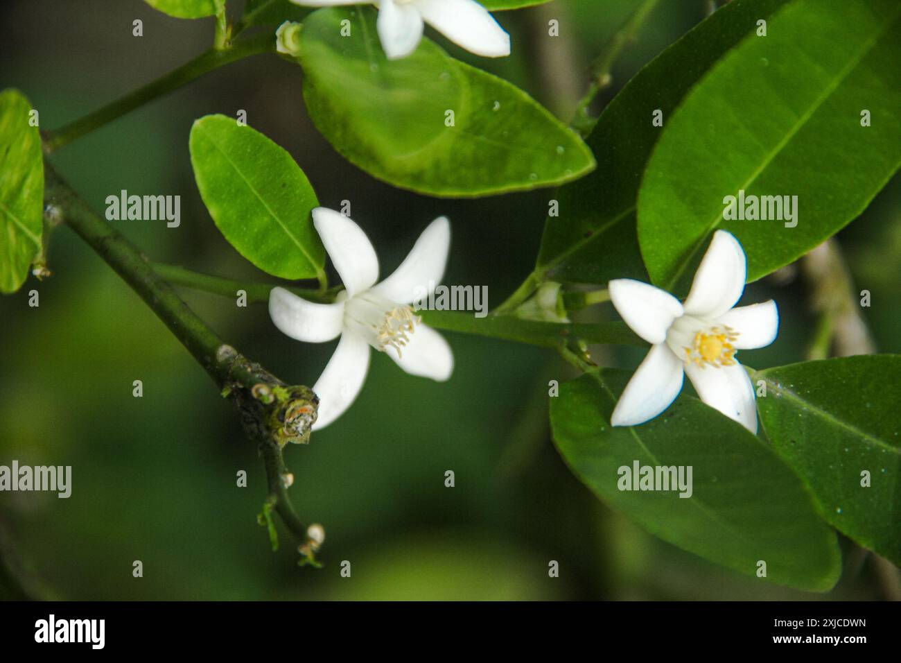 White flowers from the pistils of Lime trees that bloom and are ready ...