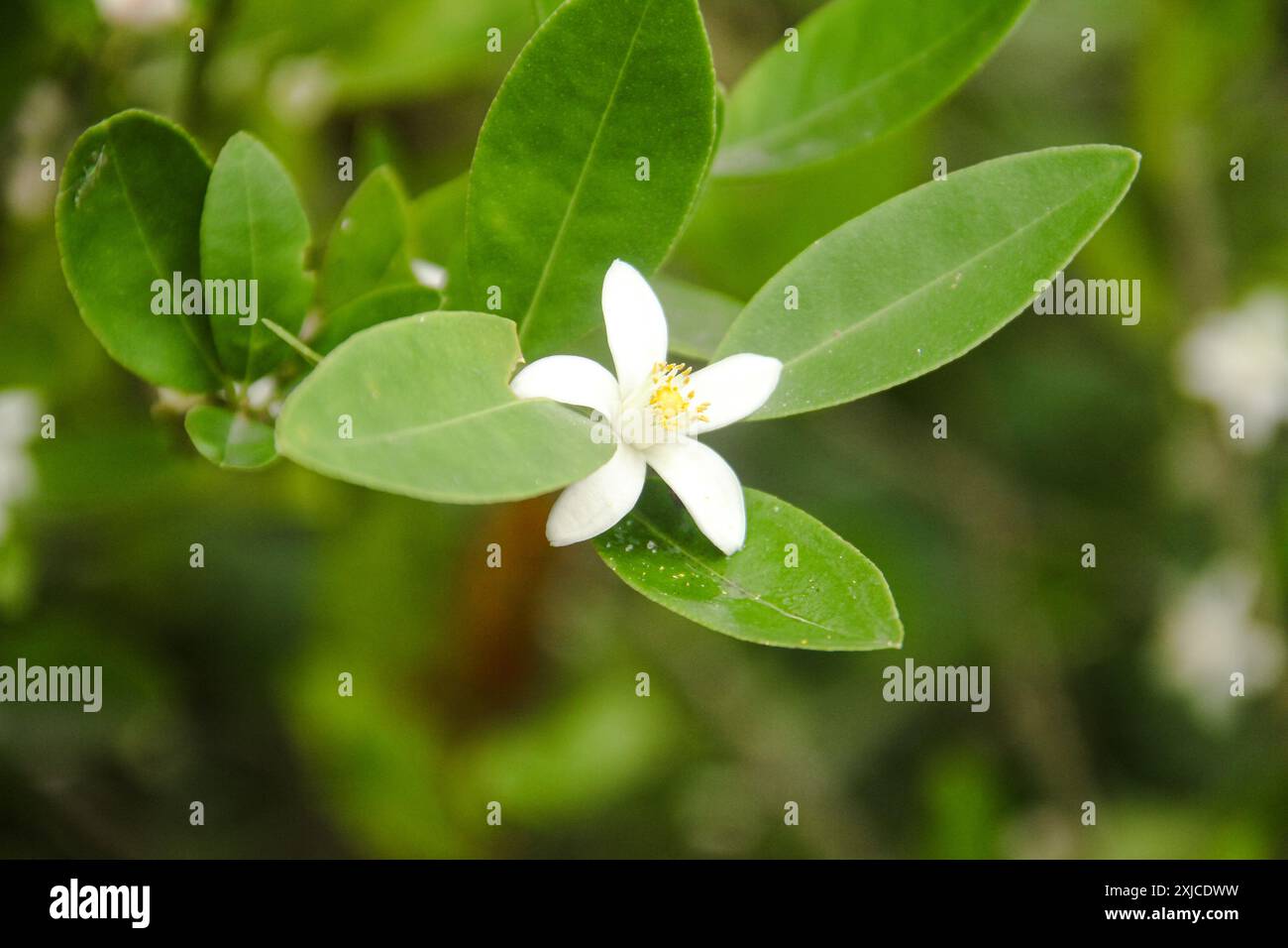 White flowers from the pistils of Lime trees that bloom and are ready ...