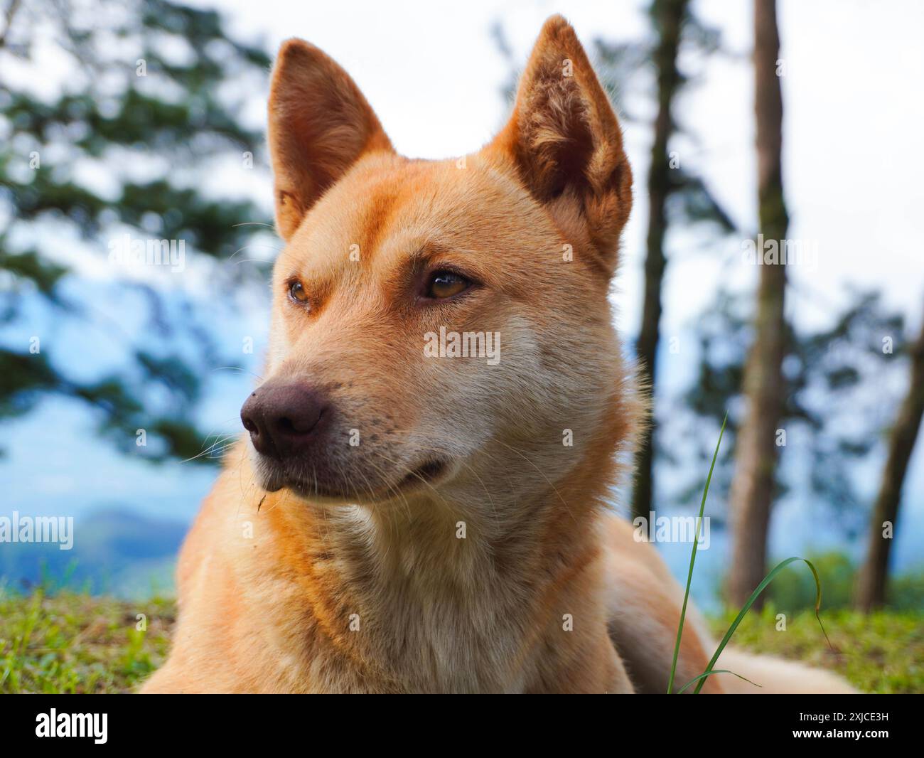 Cute brown short-haired dog lies on the grass on a spring morning Stock ...