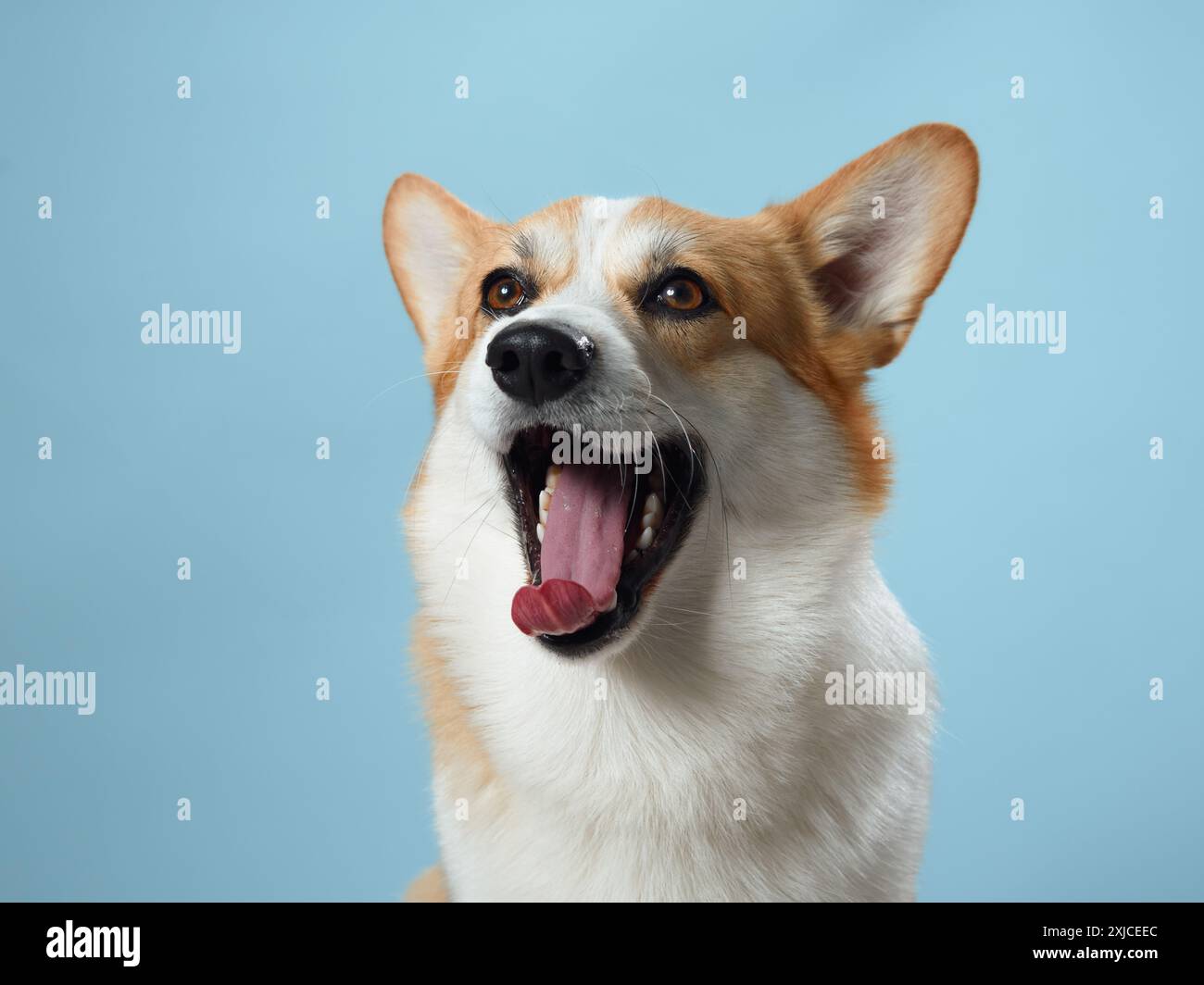 An exuberant Pembroke Welsh Corgi dog with its tongue out against a ...