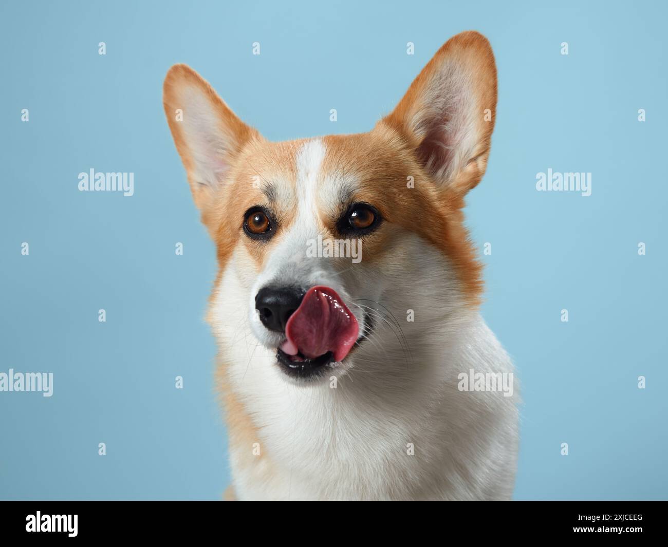 An exuberant Pembroke Welsh Corgi dog with its tongue out against a ...