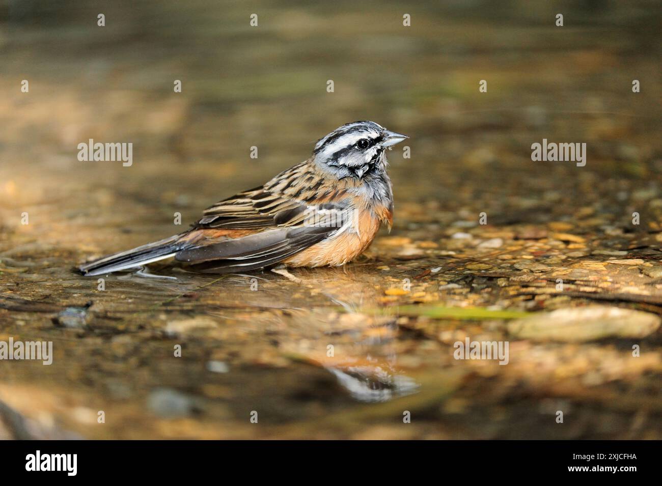 Rock bunting (Emberiza cia) enjoying a bath in the forest. Sierra de ...