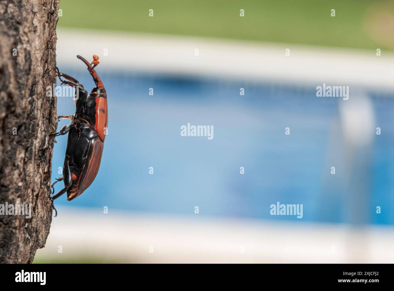 Red Palm Weevil (Rhynchophorus ferrugineus). Adult climbing a garden ...