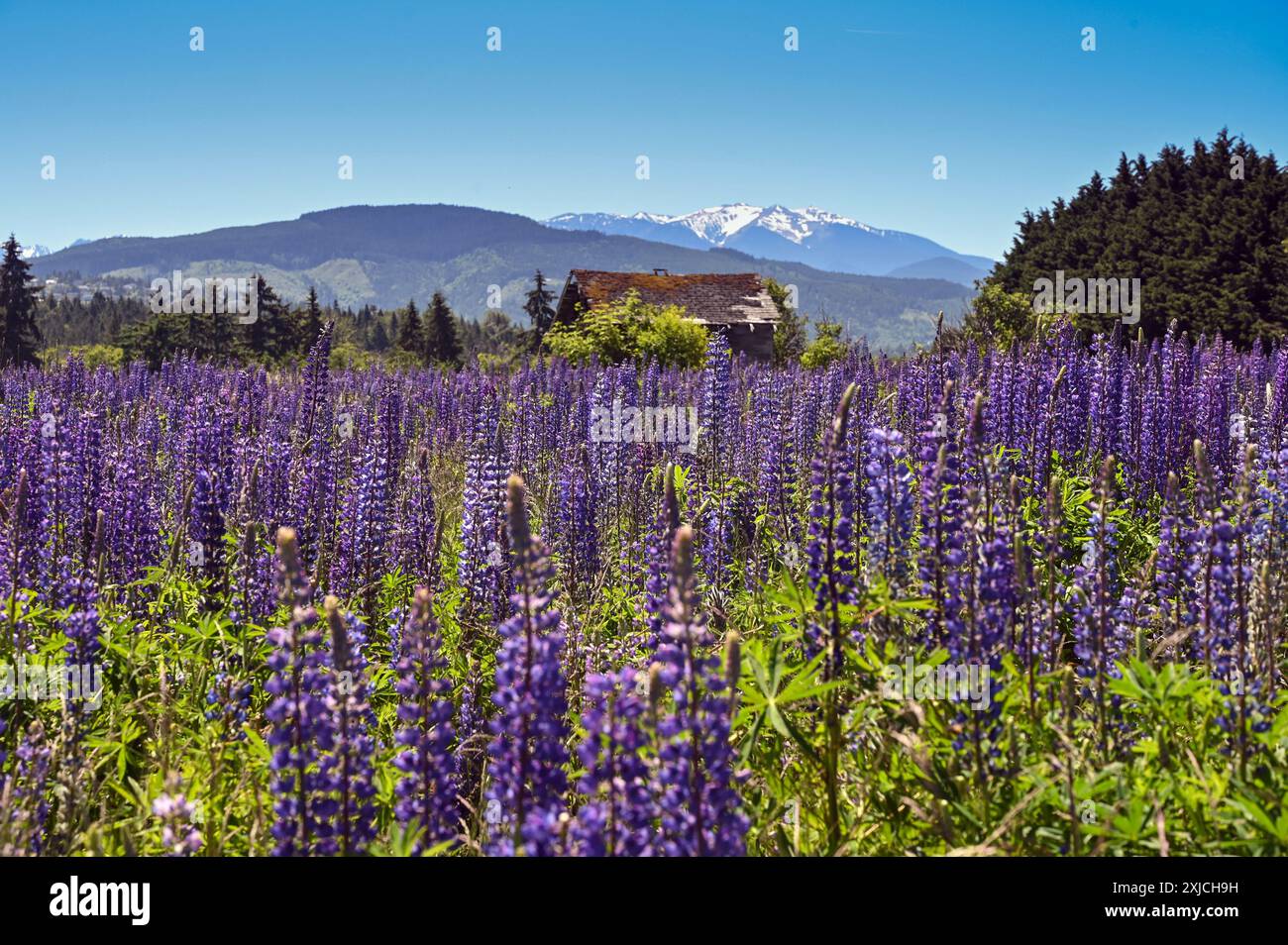 Beautiful bright purple lupines in a field. The Olympic Mountains in ...