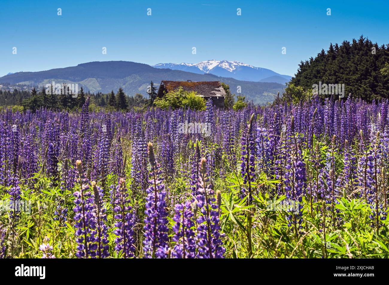 summer lupines, with a barn, and the Olympic Mountains in the ...