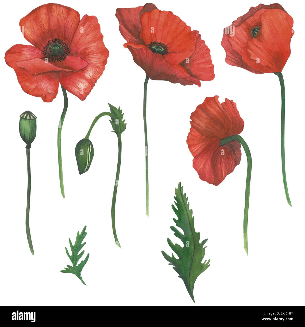 Watercolor illustration of a red poppy with a stem, leaves, pods ...