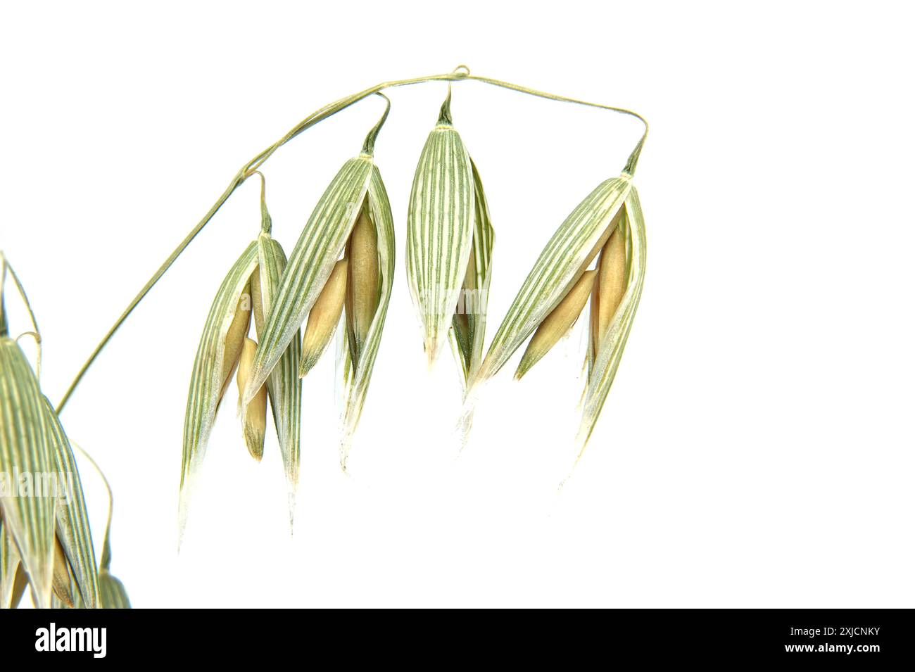 Close-up of green oat seed heads isolated against a white background ...