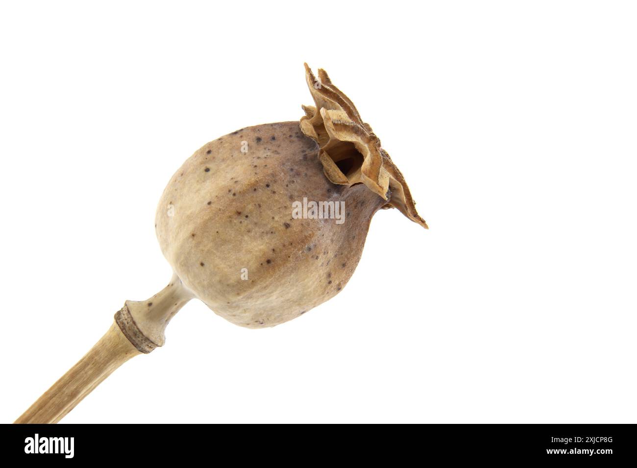 Dried poppy seed pod isolated on white background, full depth of field ...