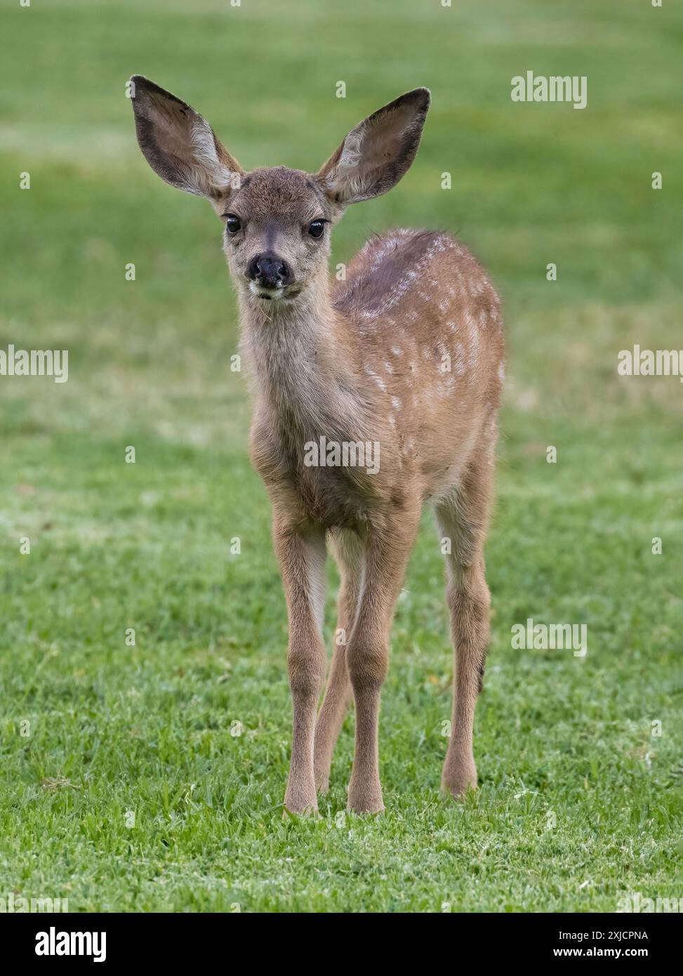 White-spotted Black-tailed Deer Fawn Grazing in Alert. Quail Hollow ...