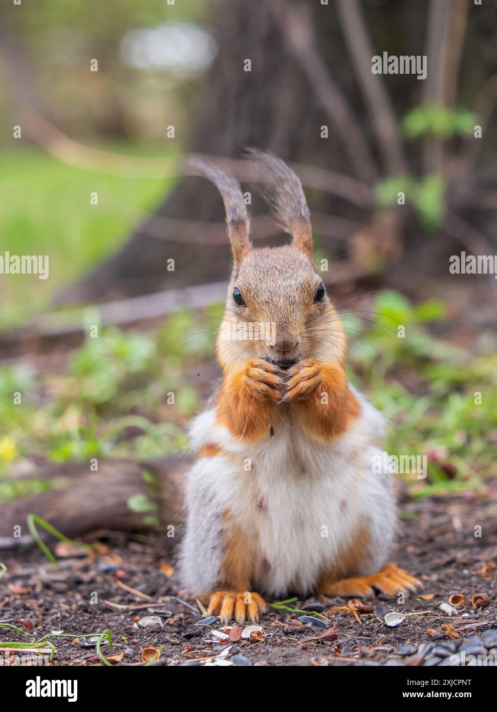 Squirrel eats a nut while sitting in green grass. Eurasian Red squirrel, Sciurus vulgaris ...
