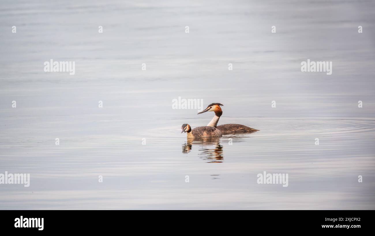 Two Great Crested Grebes swim in the lake. The great crested grebe ...