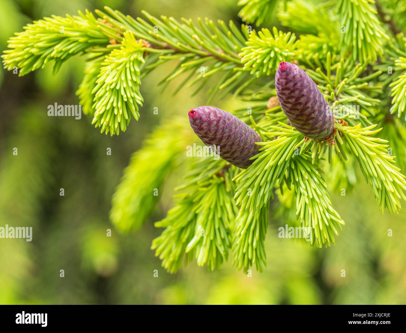 A young female cone of ordinary spruce, it is pink and its scales ...
