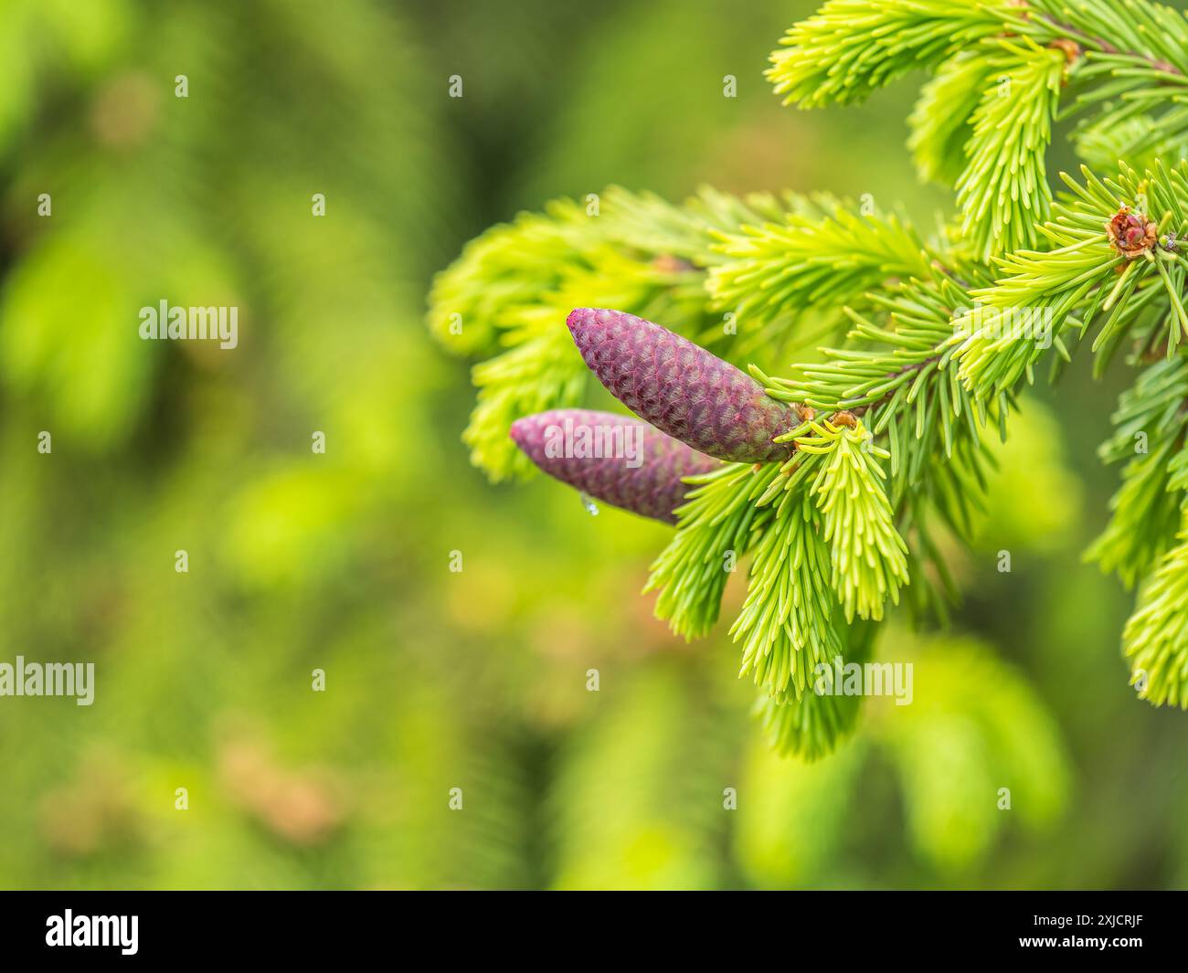 A young female cone of ordinary spruce, it is pink and its scales ...