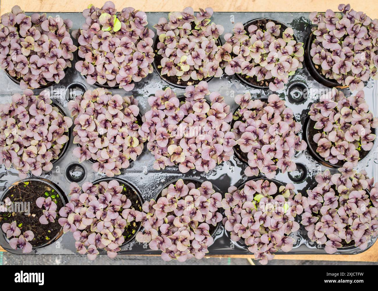 vegetable sprout seedling growing in nursery tray, top view Stock Photo ...