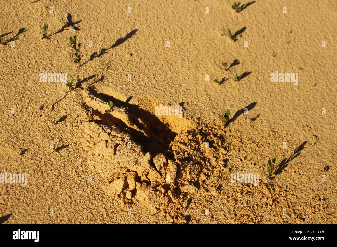 Kangaroo foot print in the yellow sand of Pinnacles desert, Western ...