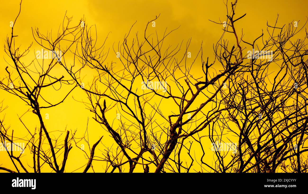 Tree with sky background. Templates for school assignments, work and ...