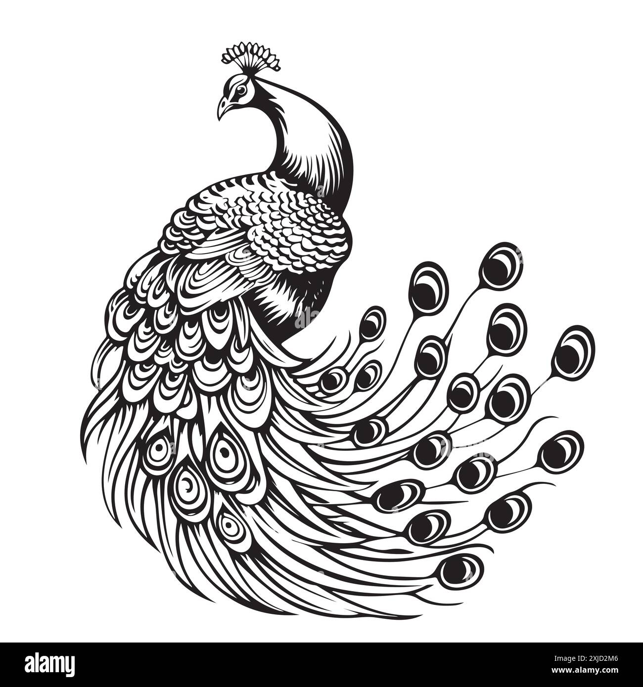 Sketch of peacock. Hand drawn illustration converted to vector Stock ...