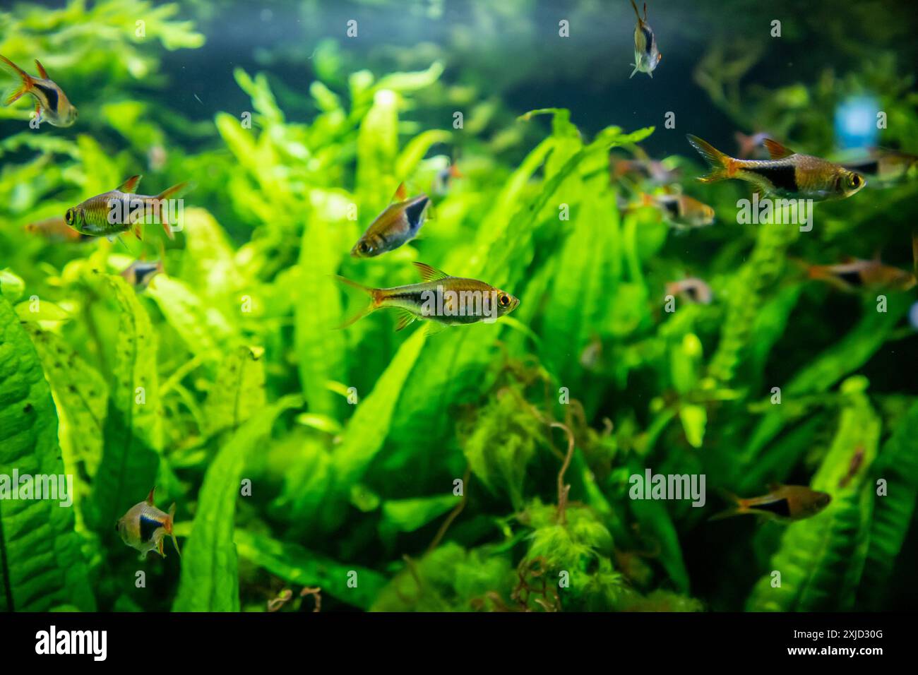 freshwater tropical neon fish in aquarium Stock Photo - Alamy