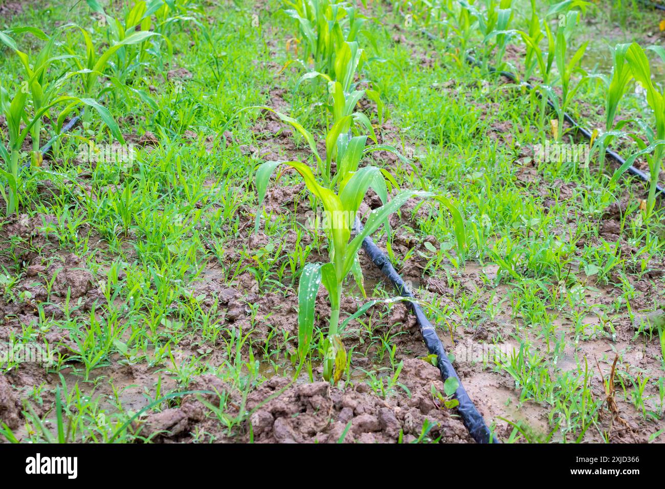 corn field with water irrigation system in organic garden Stock Photo ...