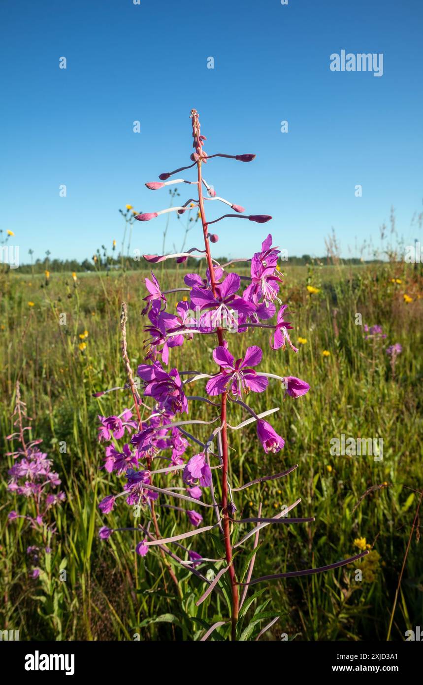 Field chamaenerion angustifolium fireweed hi-res stock photography and images - Alamy