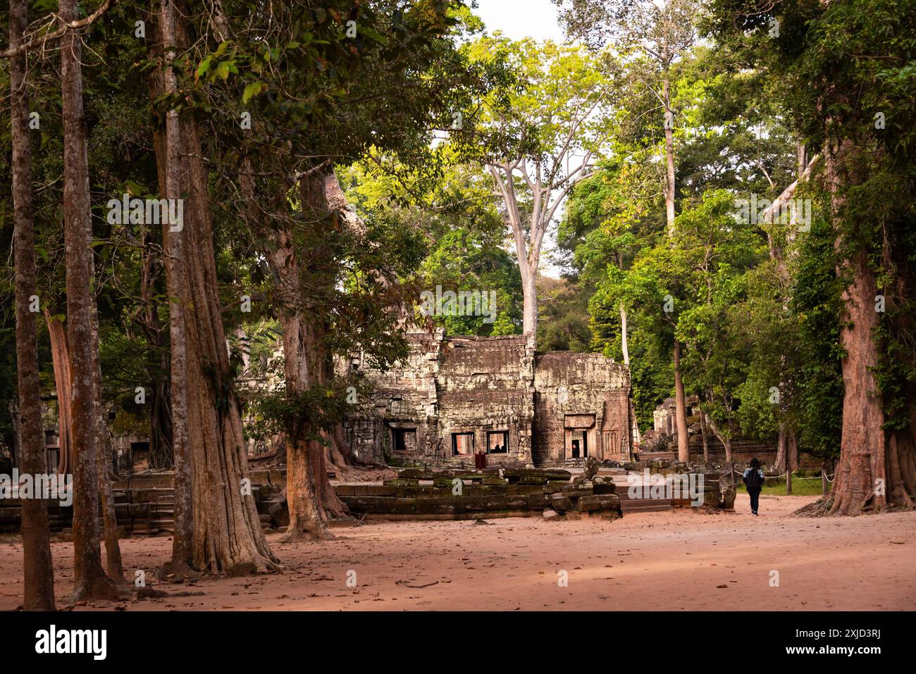 Angkor Thom, ancient temple ruins in Cambodia jungle with trees growing ...