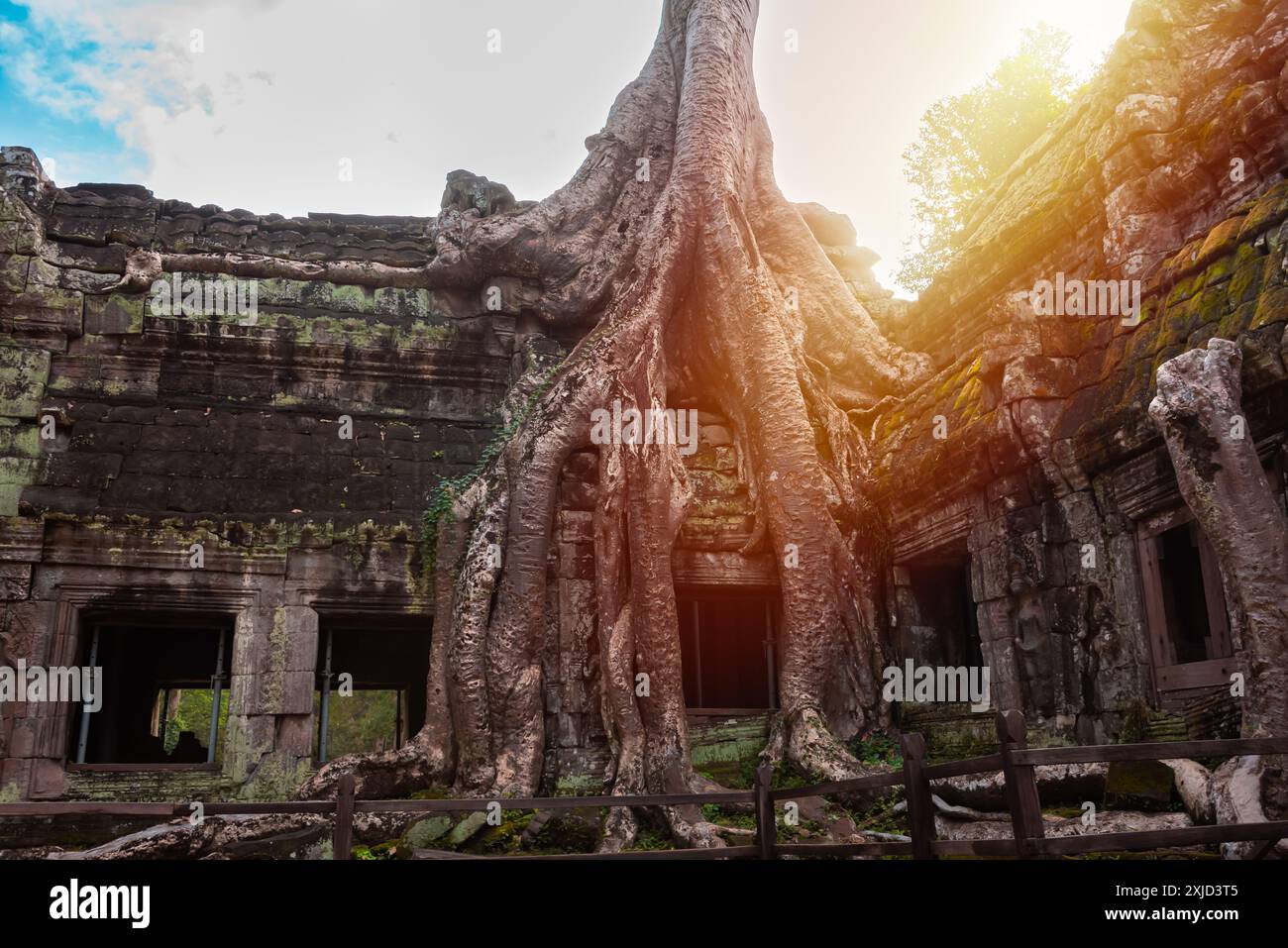 Angkor Thom, ancient temple ruins in Cambodia jungle with trees growing ...