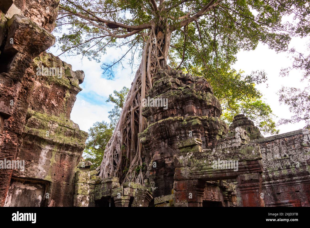 Angkor Thom, ancient temple ruins in Cambodia jungle with trees growing ...