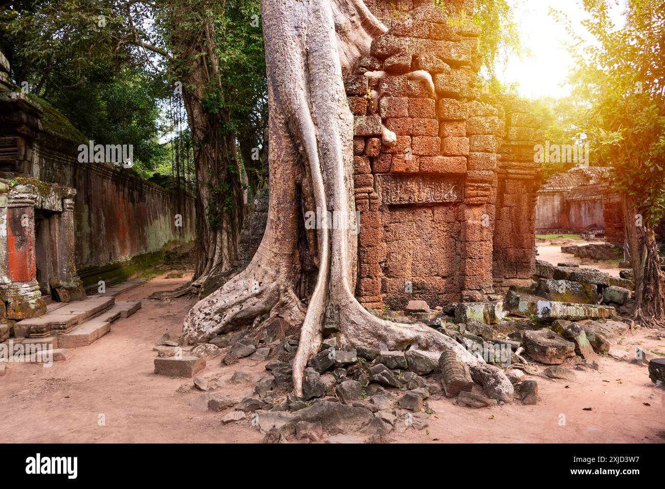 Angkor Thom, ancient temple ruins in Cambodia jungle with trees growing ...