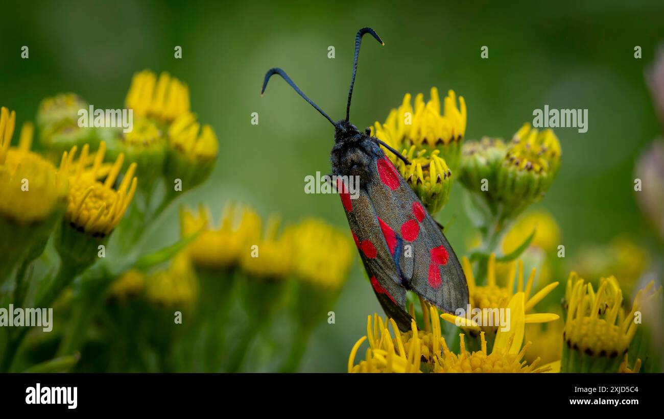 A six-spot Burnet Moth (Zygaena filipendulae) rests on a common ragwort ...