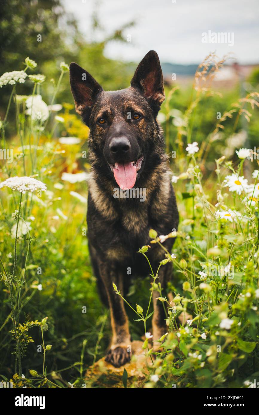 Working line German Shepherd Dog (Alsatian Stock Photo - Alamy