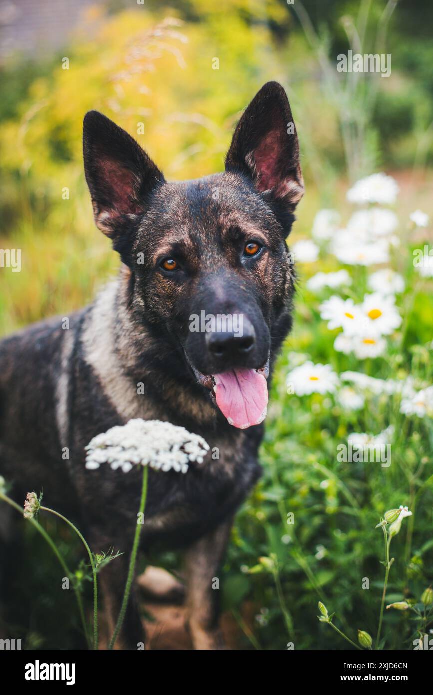 Grey Alsatian Dog