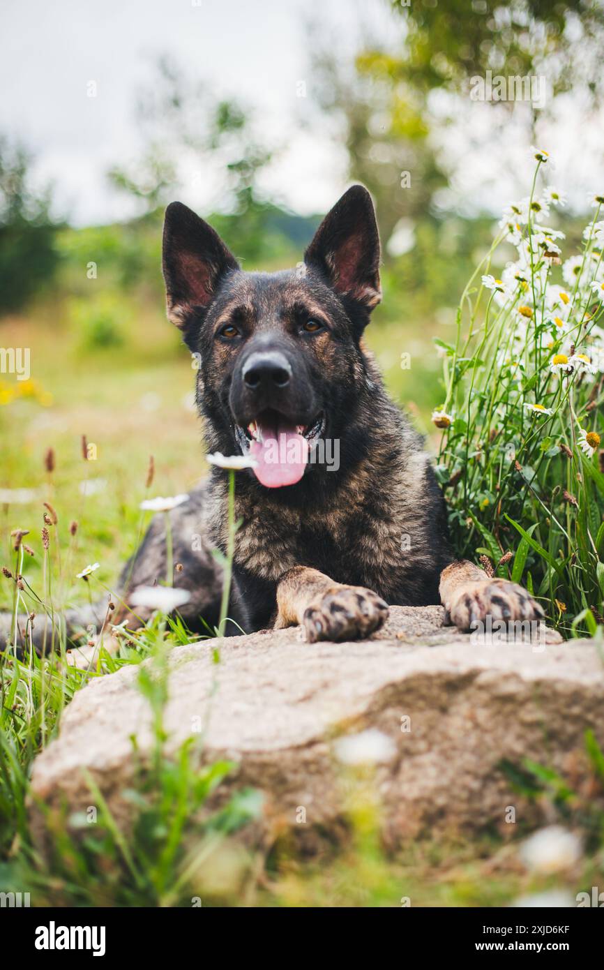 Working line German Shepherd Dog (Alsatian Stock Photo - Alamy