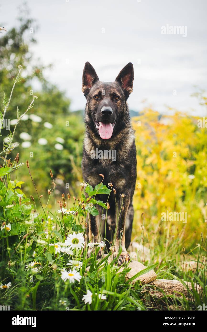 Working line German Shepherd Dog (Alsatian Stock Photo - Alamy