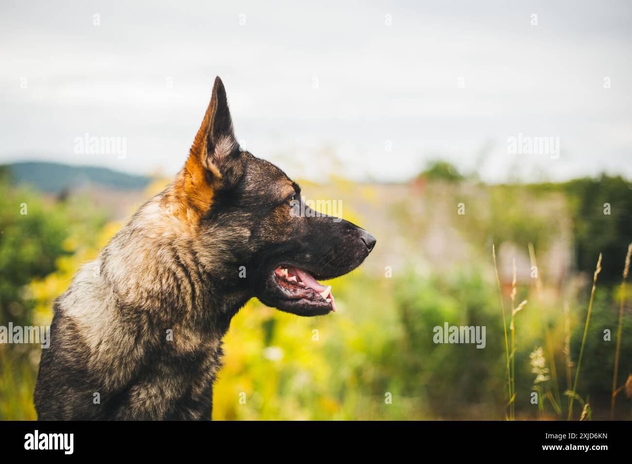 Working line German Shepherd Dog (Alsatian Stock Photo - Alamy