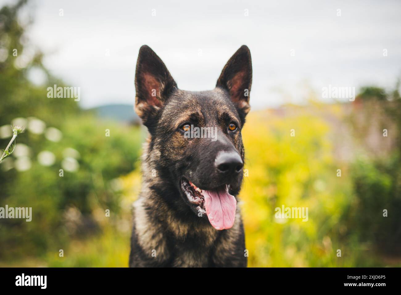 Working line German Shepherd Dog (Alsatian Stock Photo - Alamy