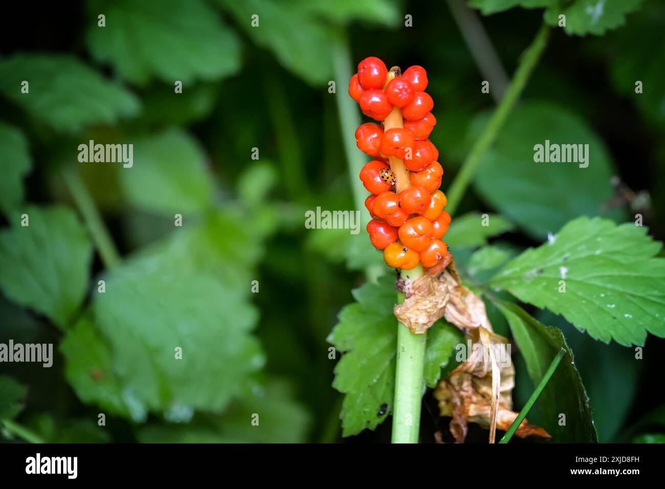 Arum (Arum maculatum) with clusters of orange red berries and a small ...