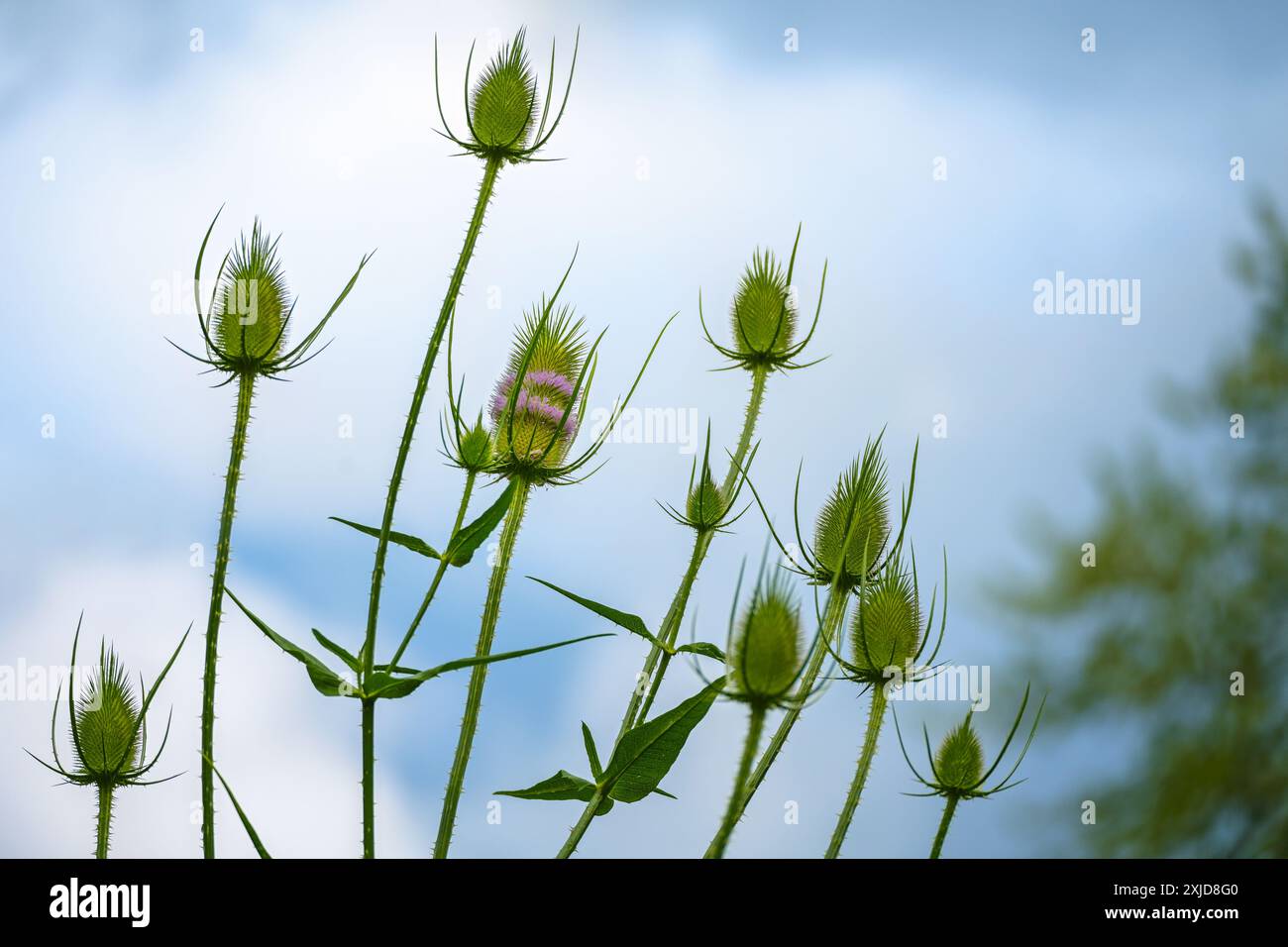 Group of wild teasel heads (Dipsacus fullonum) in the beginning of ...