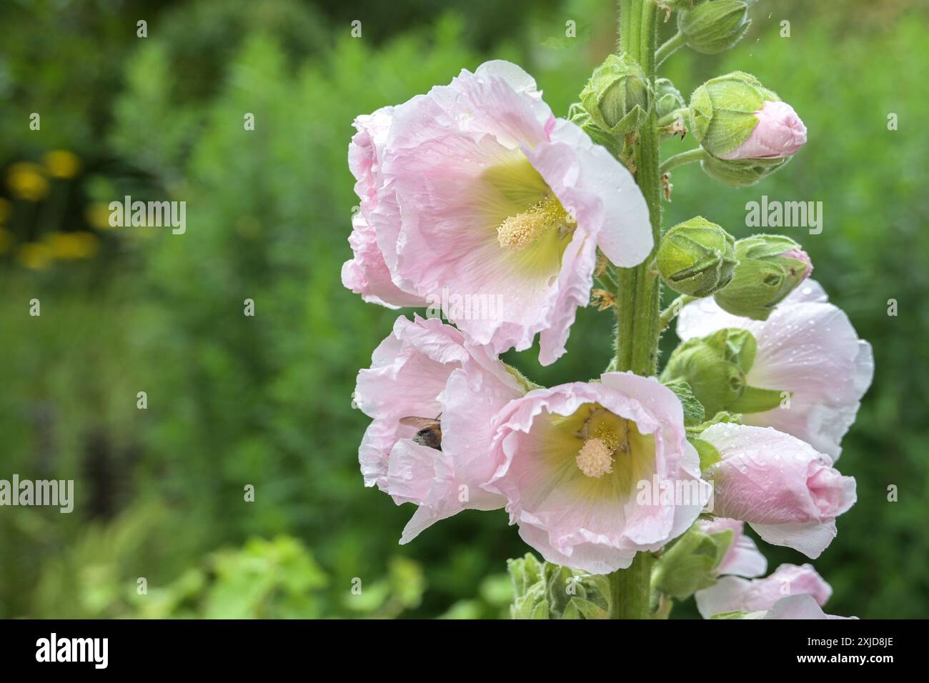 Hollyhock (Alcea rosea) with pale pink flowers cultivated in a cottage ...
