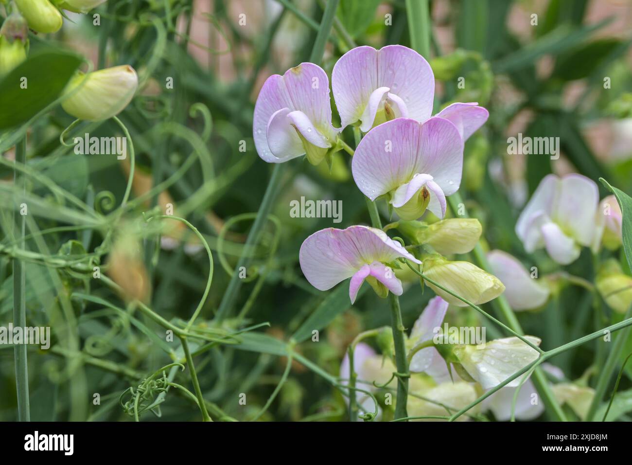 Sweet pea, Lathyrus odoratus with pale pink flowers, annual climbing ...