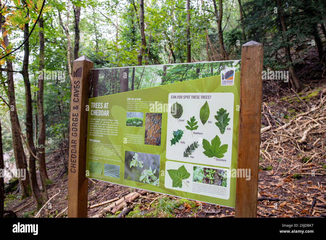 Cheddar cliff top walk hi-res stock photography and images - Alamy